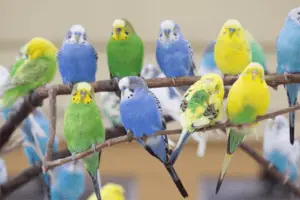Do Parakeets Need Quiet To Sleep? (Guide) - EcoWut