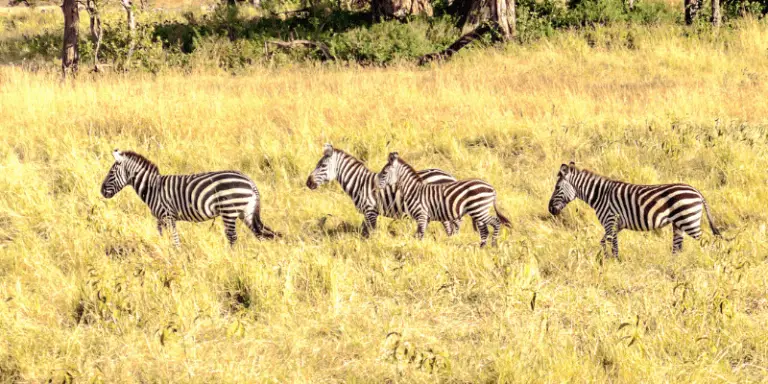 How do grazing animals maintain grassland ecosystems? - EcoWut