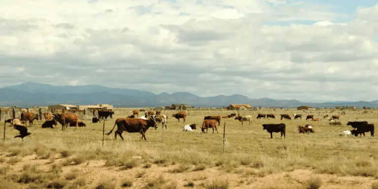 How do grazing animals maintain grassland ecosystems? - EcoWut