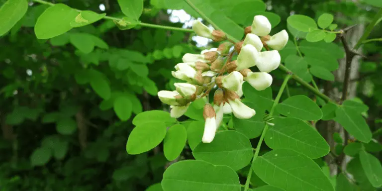 Types of Locust Trees: A Comprehensive Guide - EcoWut