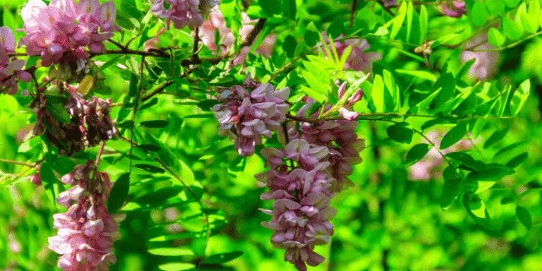 Types of Locust Trees: A Comprehensive Guide - EcoWut