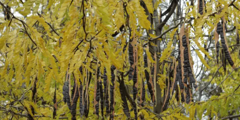 Types of Locust Trees: A Comprehensive Guide - EcoWut