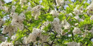 Types of Locust Trees: A Comprehensive Guide - EcoWut